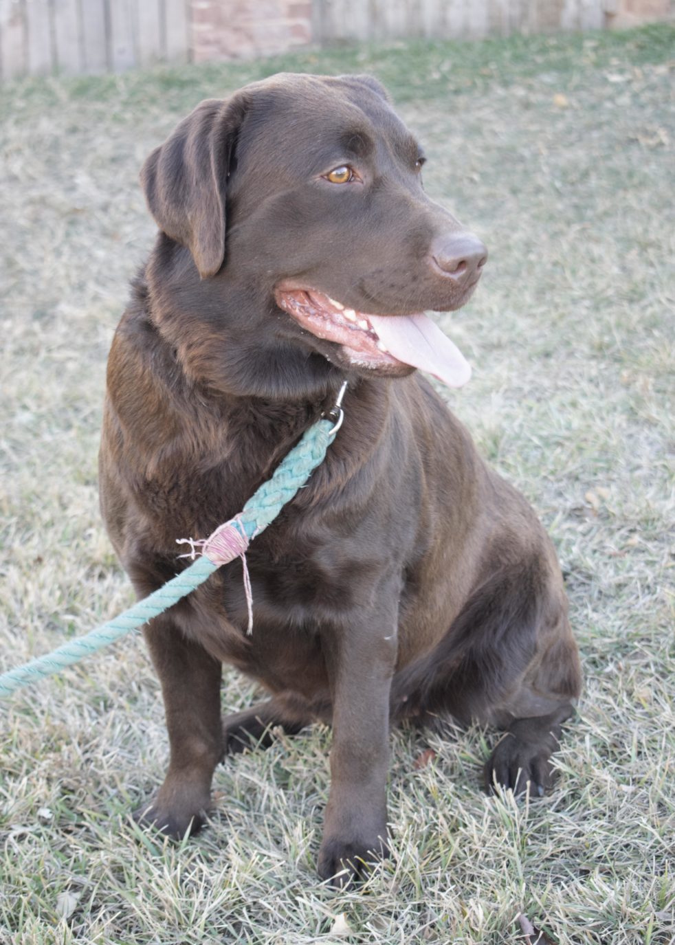 Our Leading Lady Labradors - Kindred Pup