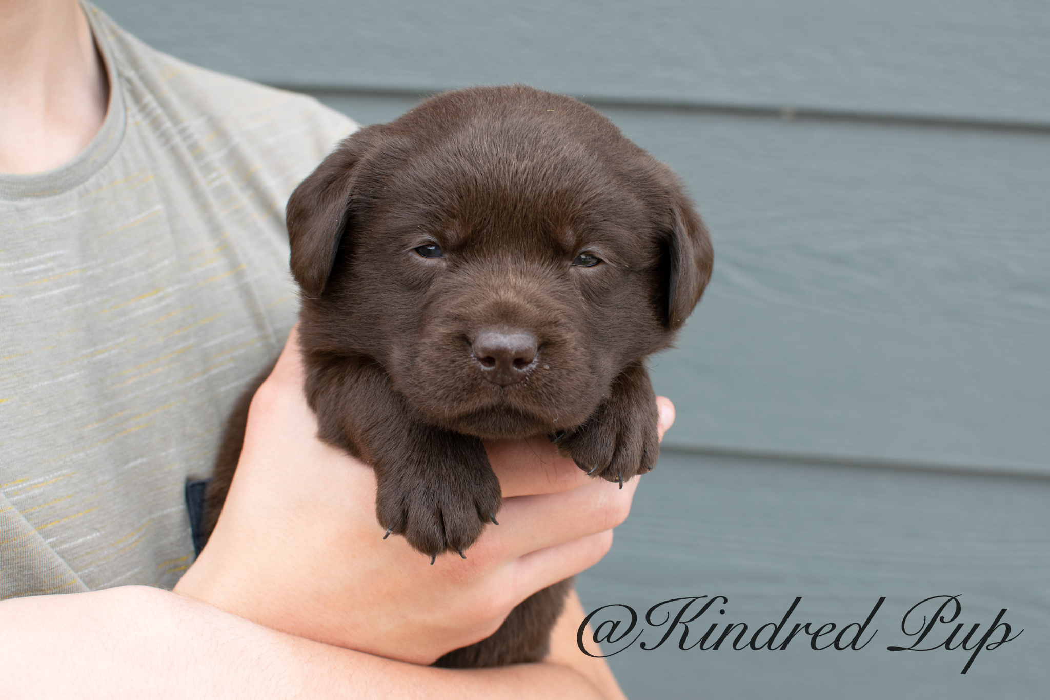 Labrador Puppies are delicious - Kindred Pup