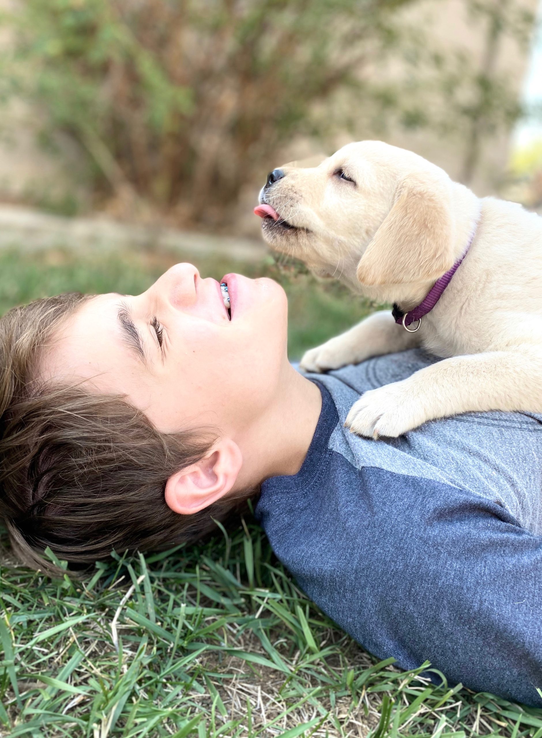 Why a Labrador retriever is a perfect pet - Kindred Pup