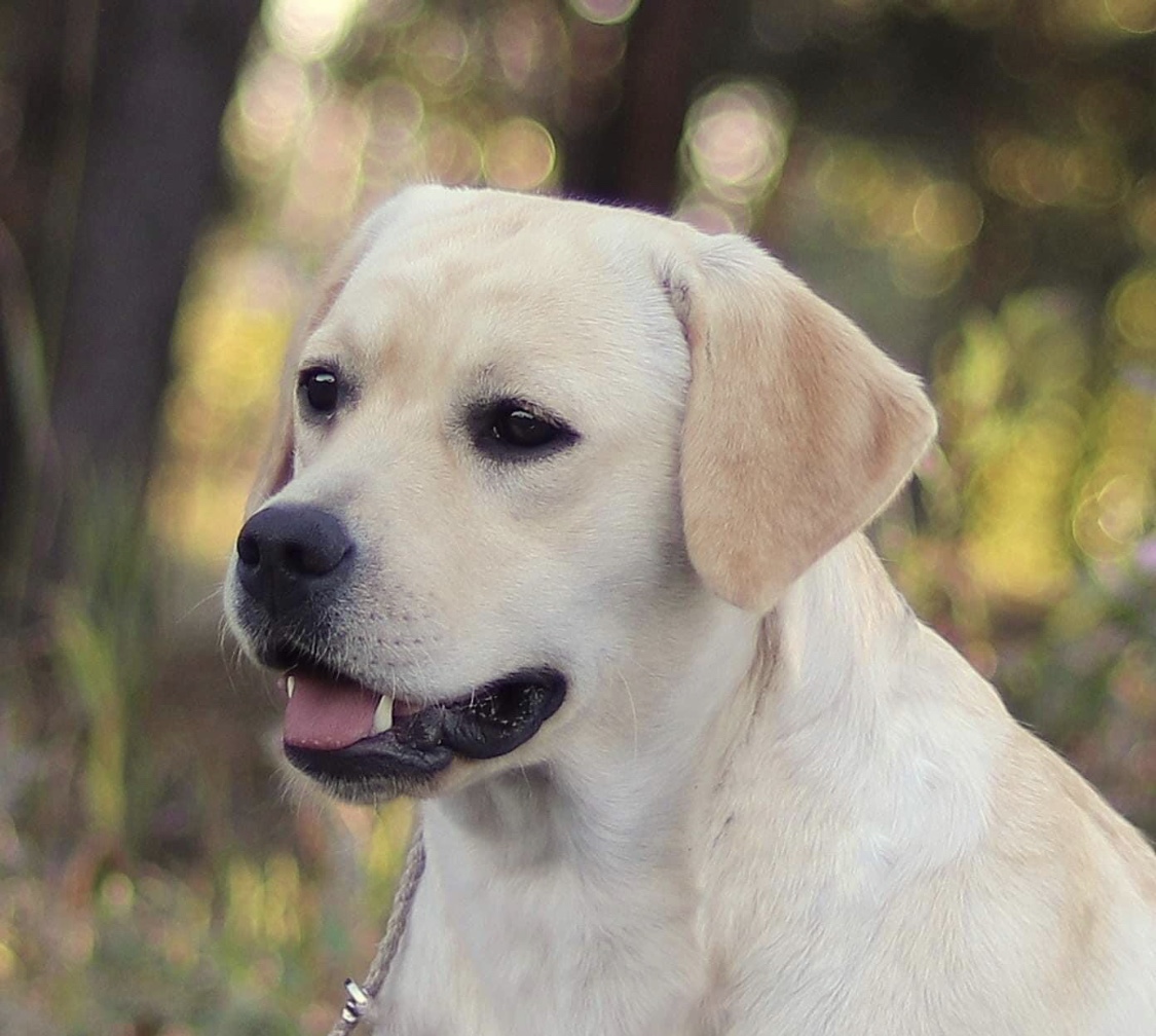 Our Leading Lady Labradors - Kindred Pup
