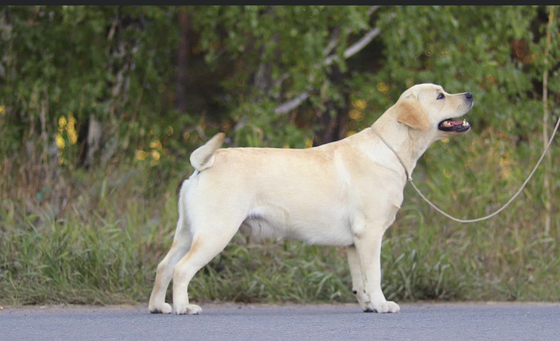 Our Leading Lady Labradors - Kindred Pup