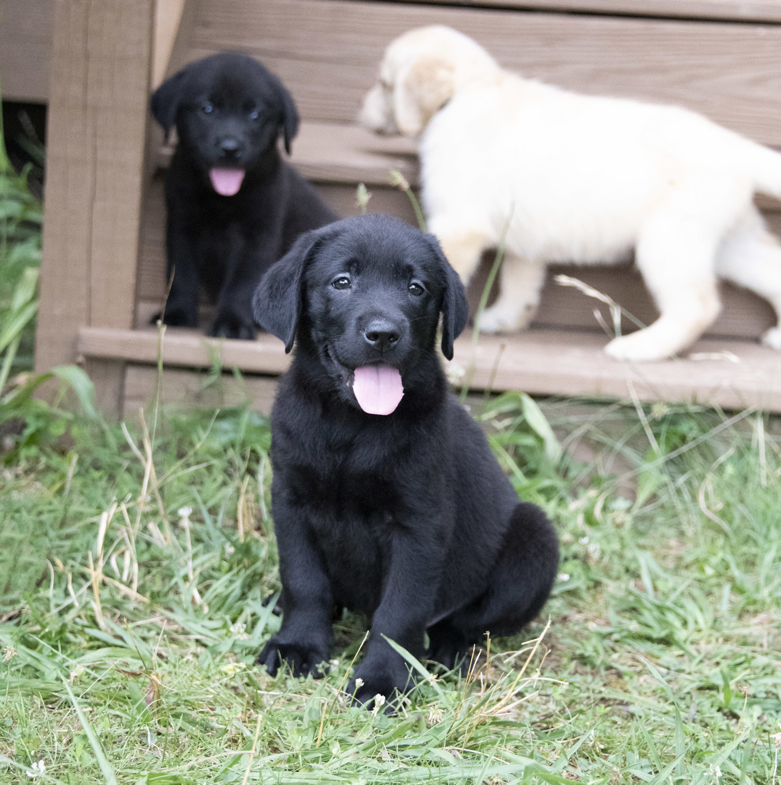 Available English Lab Puppies - The cutest puppy nursery in Tennessee ...