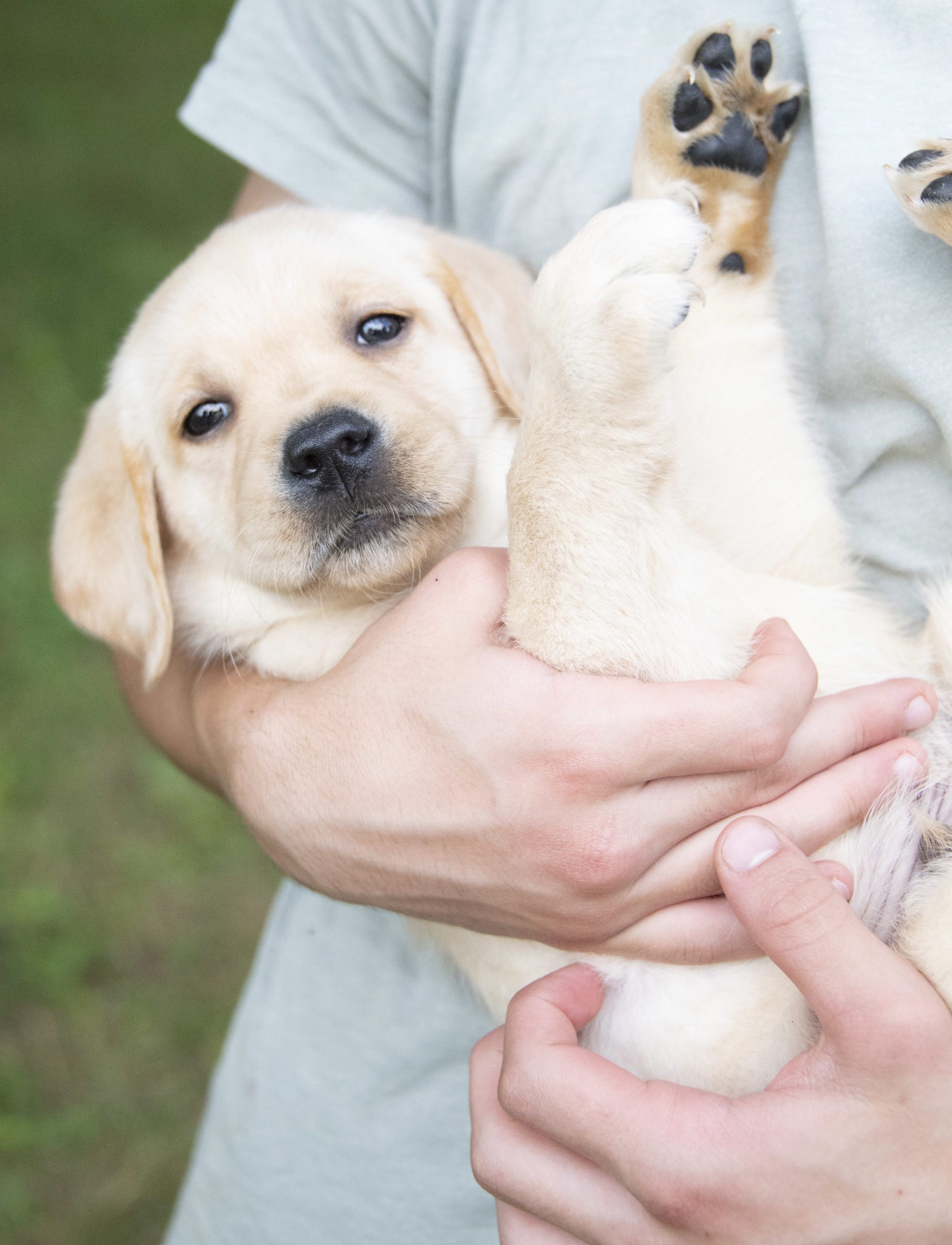 Available English Lab Puppies - The cutest puppy nursery in Tennessee ...