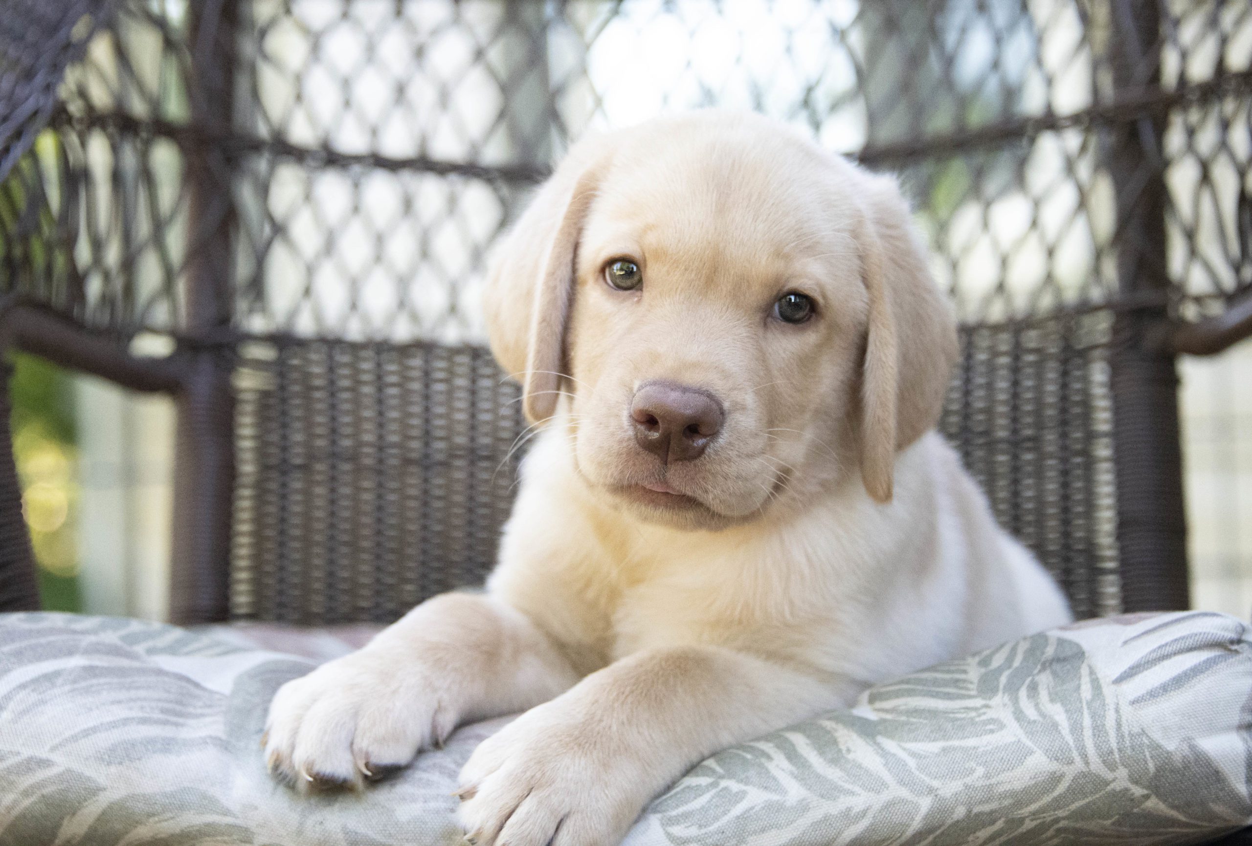 Welcome to Kindred Pup - Breeding Exemplary English Labradors
