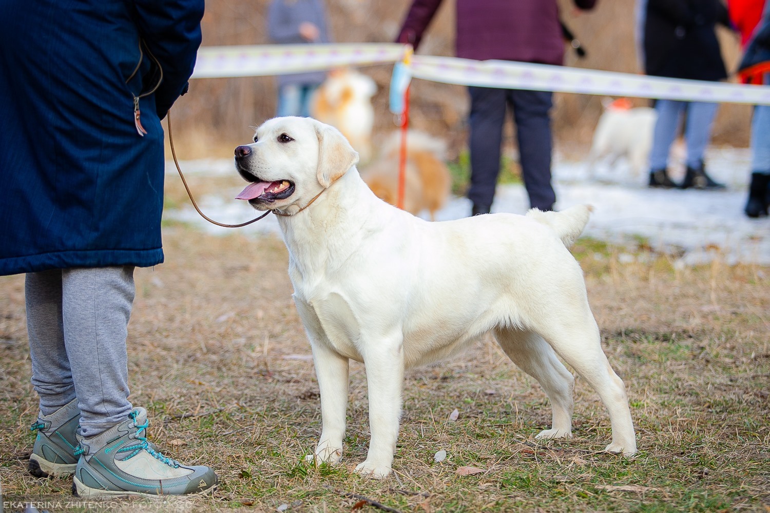 Available English Lab Puppies - INFO page - Get ready for Kindred Pup ...
