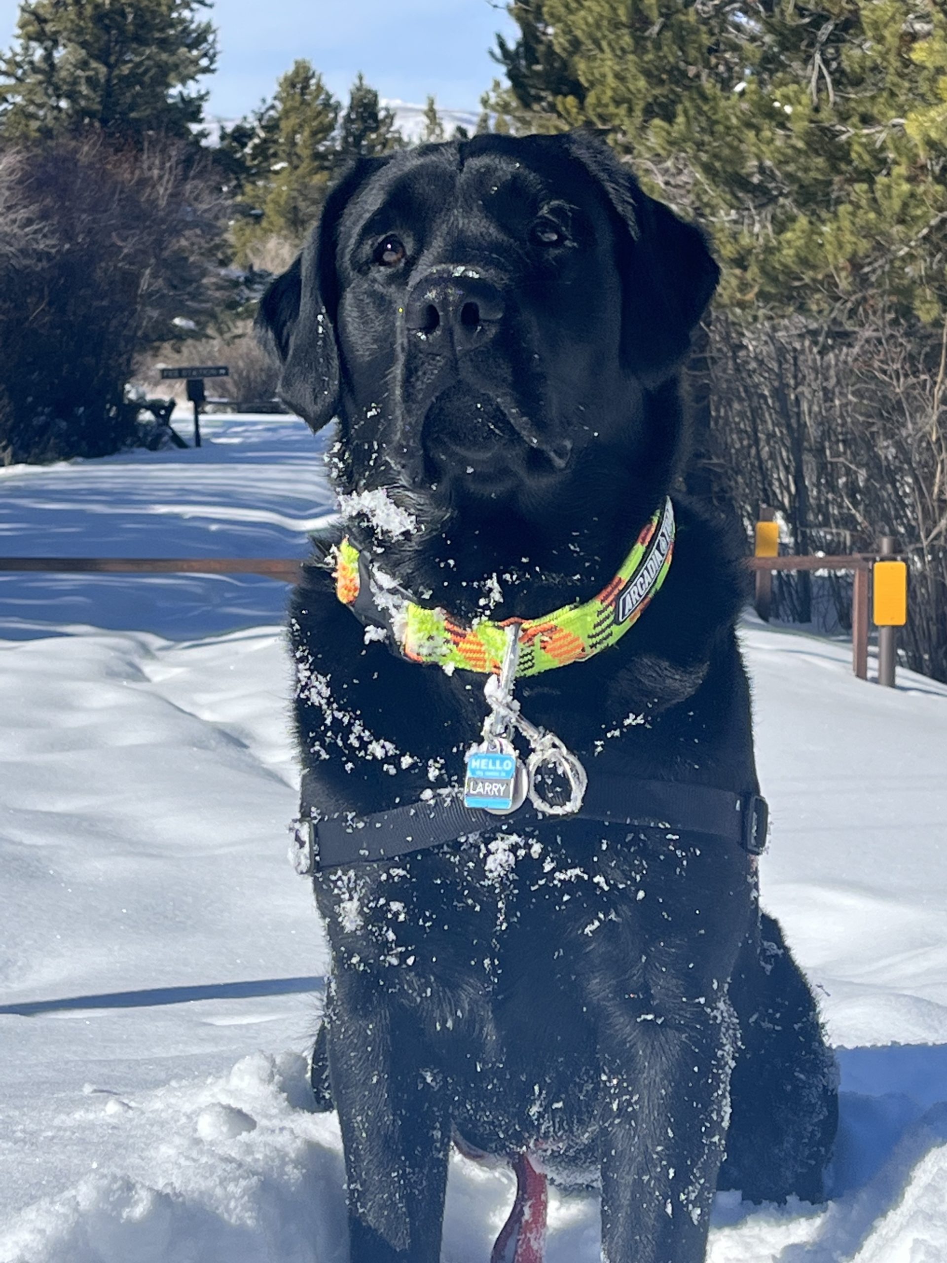 Available English Lab Puppies - INFO page - Get ready for Kindred Pup ...