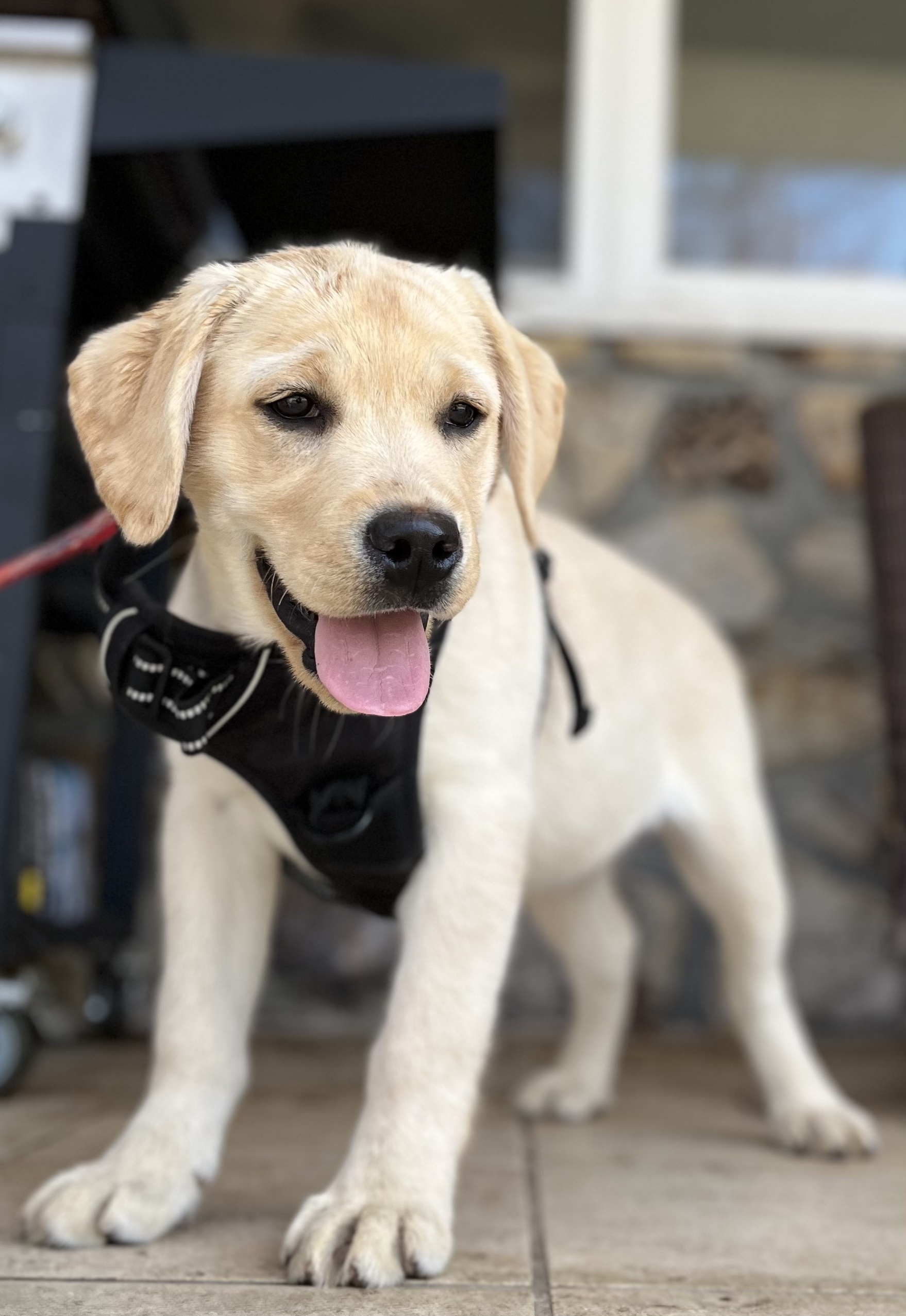 Available English Lab Puppies - The cutest puppy nursery in Tennessee ...