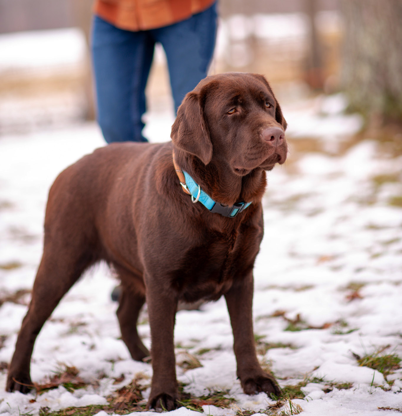 Available English Lab Puppies - INFO page - Get ready for Kindred Pup ...
