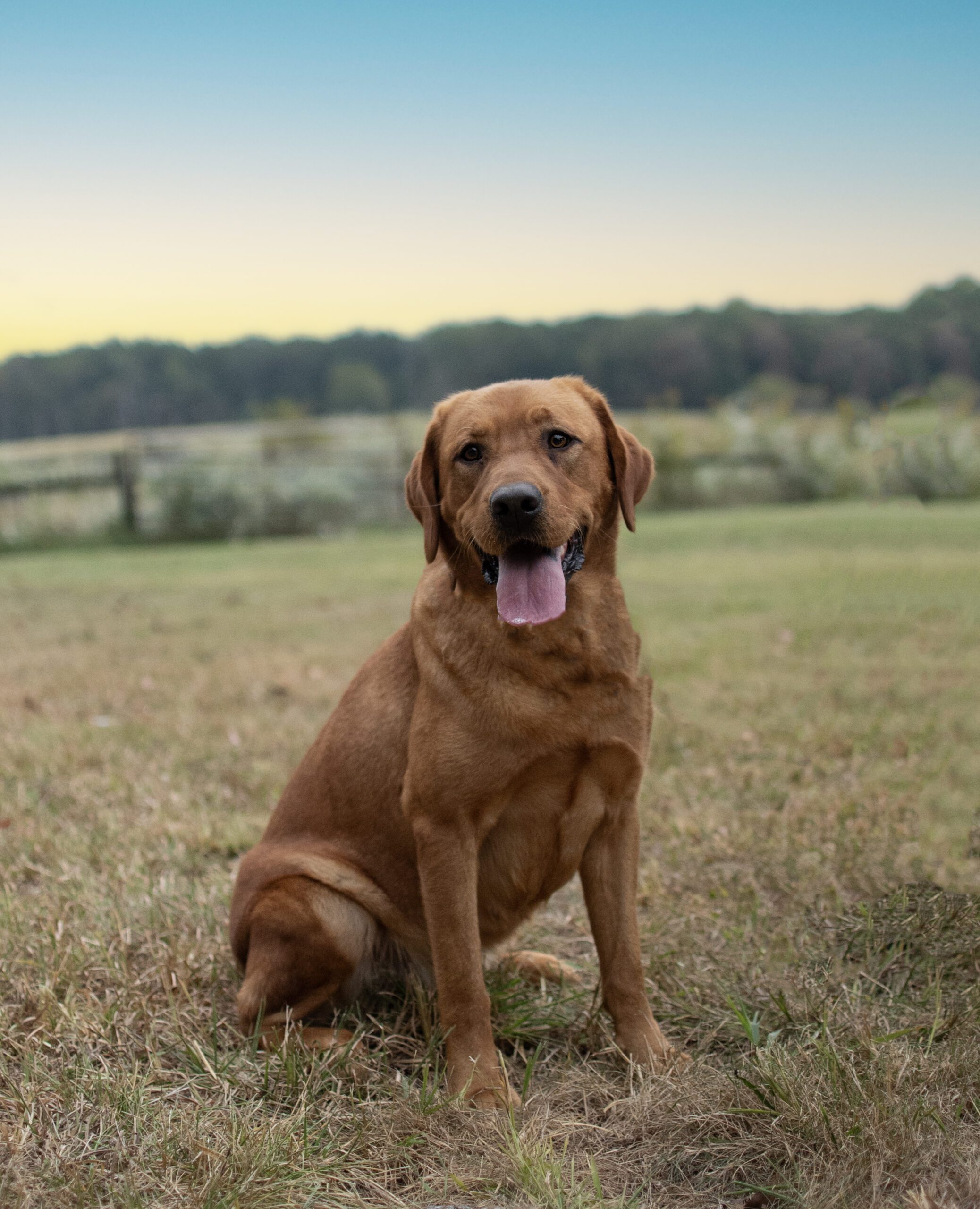Our Leading Lady Labradors - Kindred Pup