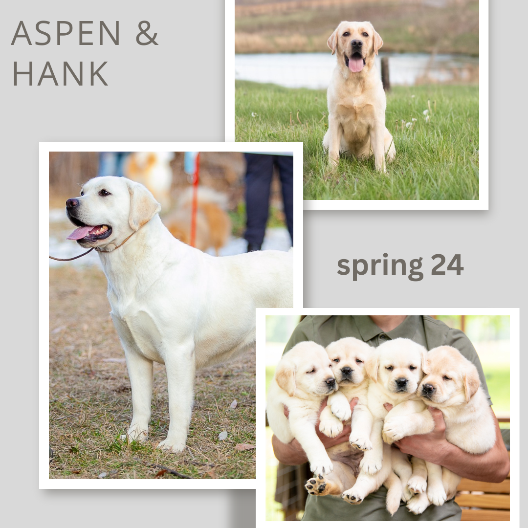 Available English Lab Puppies - INFO page - Get ready for Kindred Pup ...